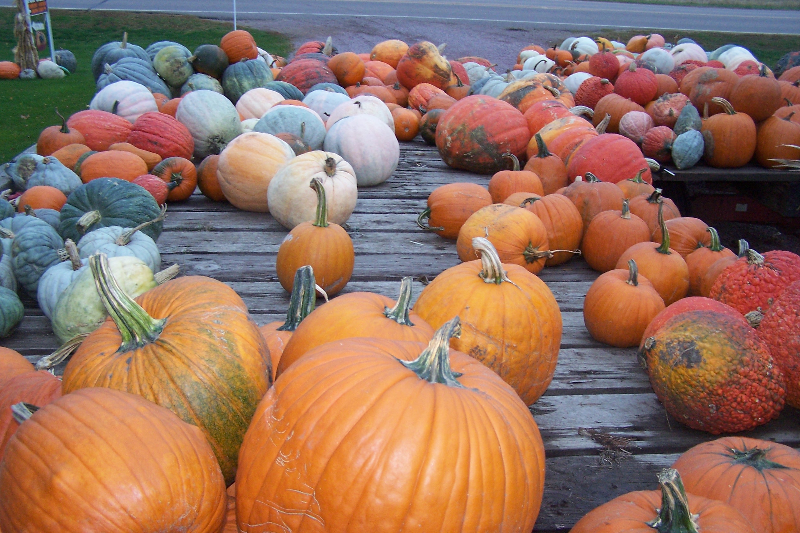 Photo Gallery - Pumpkins on Garfield